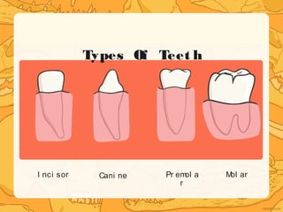 Teeth & digestion | PPT