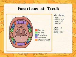Teeth & digestion | PPT