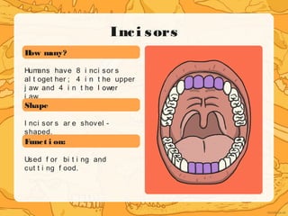 Teeth & digestion | PPT