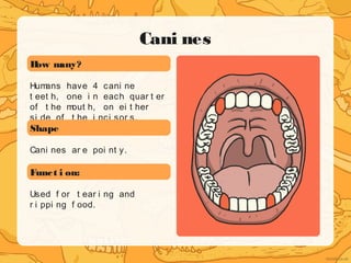 Teeth & digestion | PPT