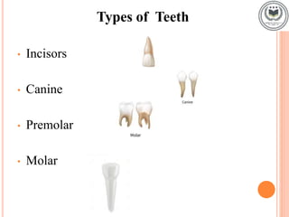 Teeth examination | PPTX
