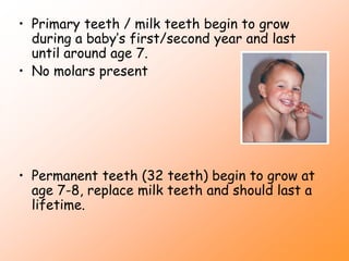 Teeth, good health, personal hygiene | PPT