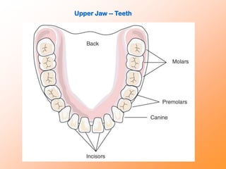Teeth, good health, personal hygiene | PPT