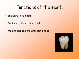 Teeth, good health, personal hygiene | PPT