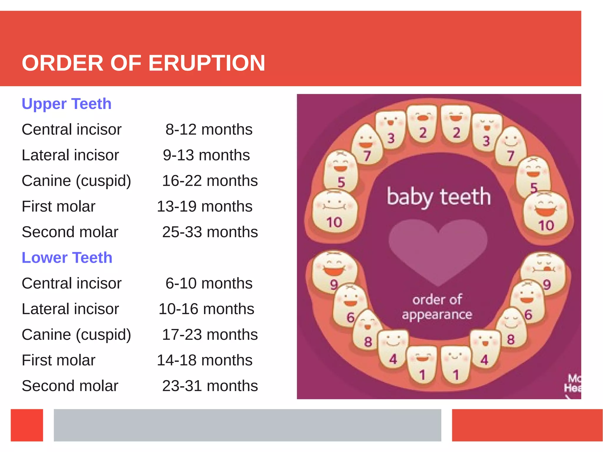 Eruption & Teething | ODP