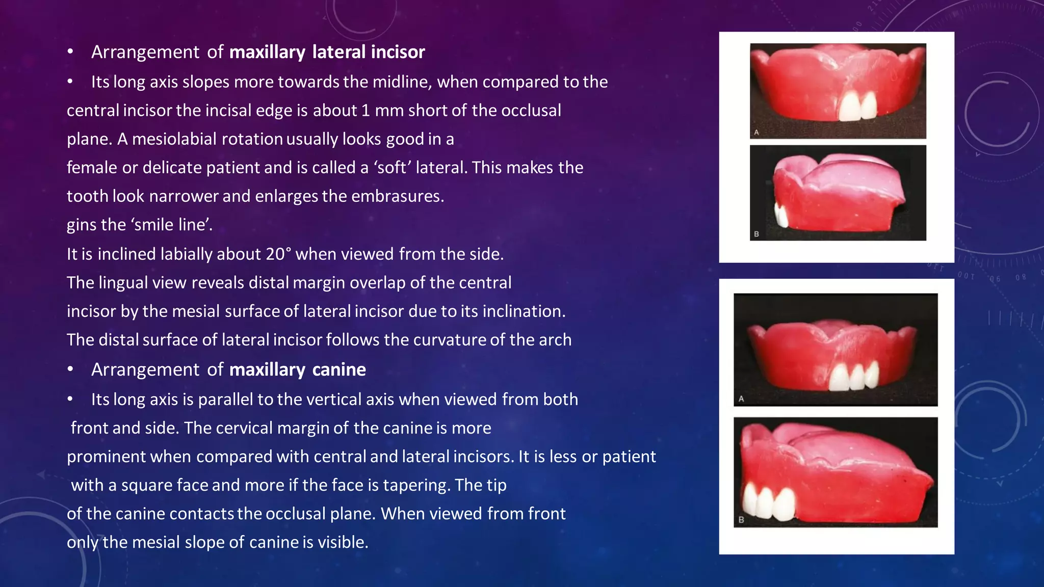 Teeth selection and arrangement | PDF