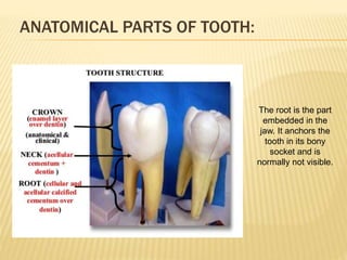 Teeth structure and cavities | PPTX