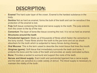 Teeth structure and cavities | PPT