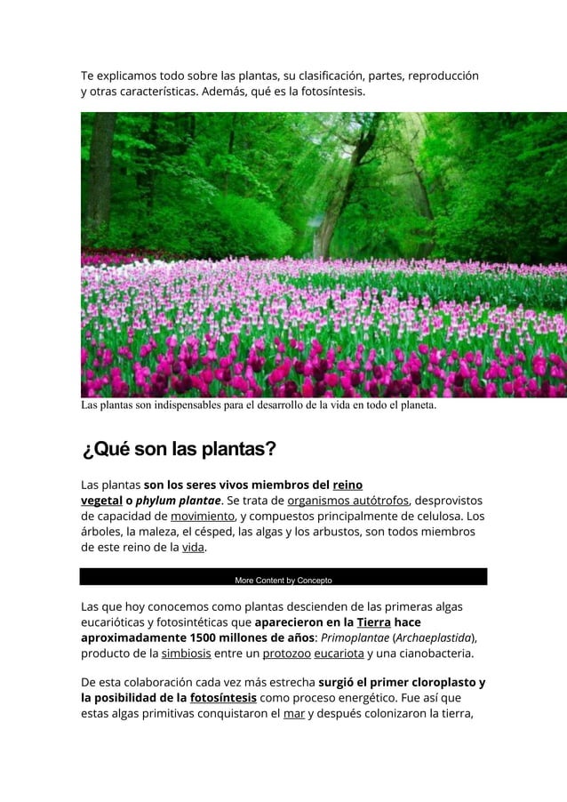 Te explicamos todo sobre las plantas.pdf