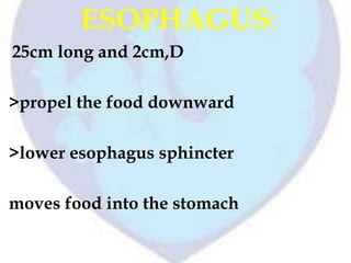 Tracheo Esophageal Fistula(TEF) | PPTX