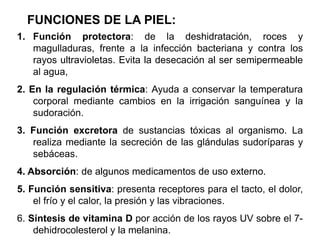 Sistema TEGUMENTARIO y sus generalidades | PPTX