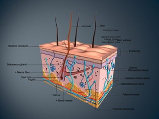 Tegumentary system english medical | PPT