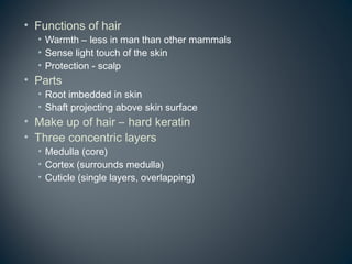 Tegumentary system english medical | PPT