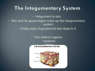 Tegumentary system english medical | PPT