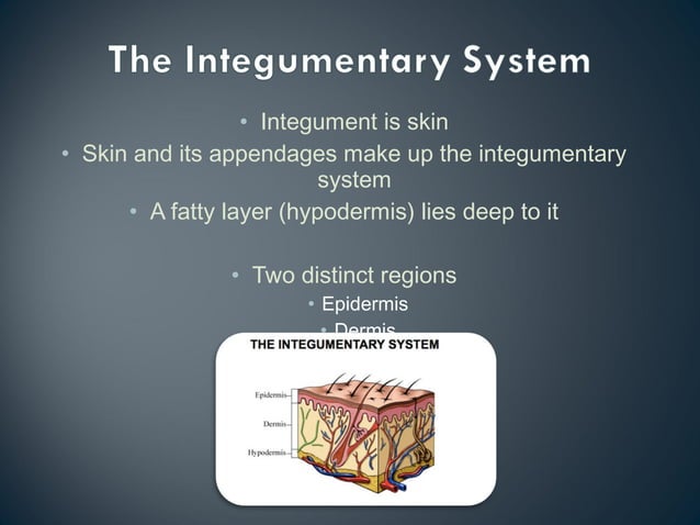 Tegumentary system english medical | PPT