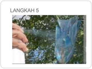 Tehnik membuat ikan dari botol plastik | PPTX
