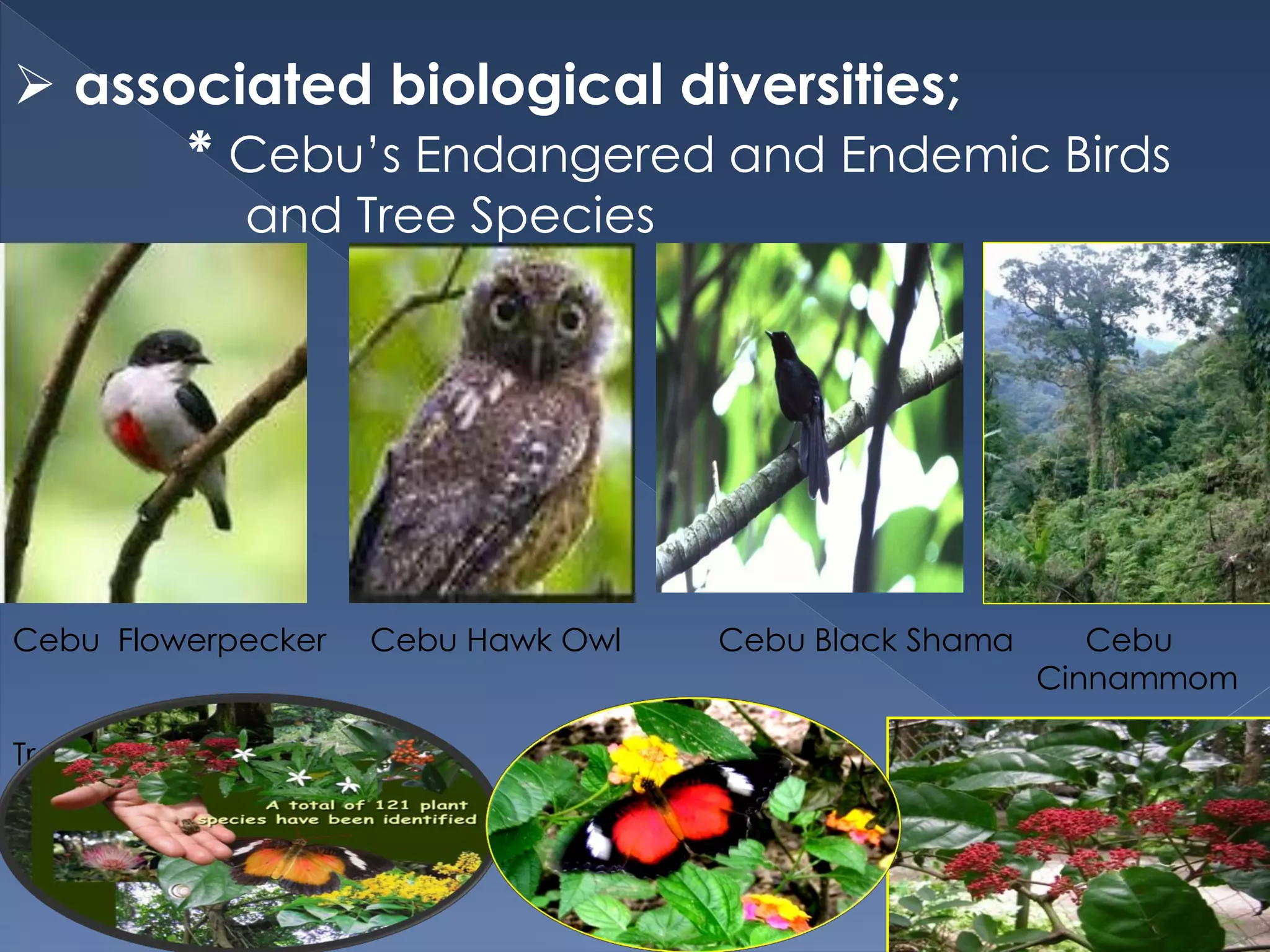Central Cebu Protected Landscape | PDF