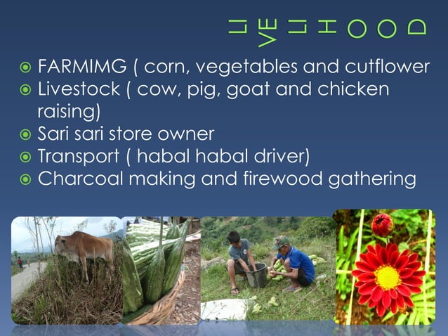 Central Cebu Protected Landscape | PDF | Geography | Science