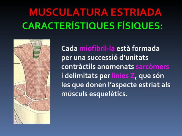 Teixit muscular.toni