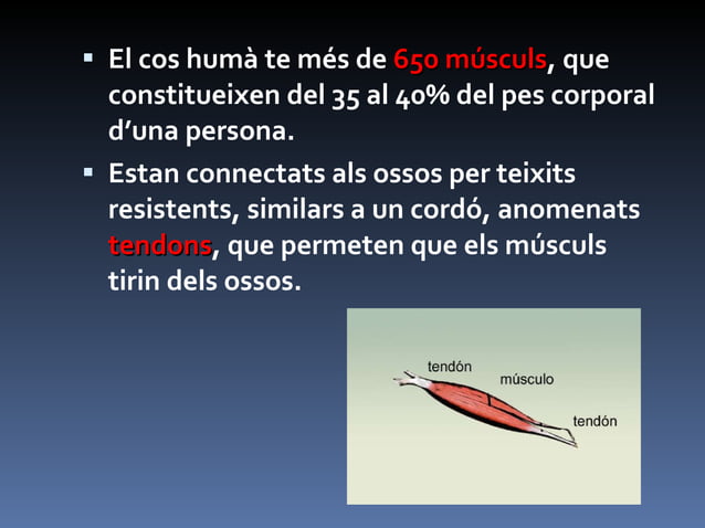 Teixit muscular.toni