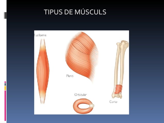 Teixit muscular.toni