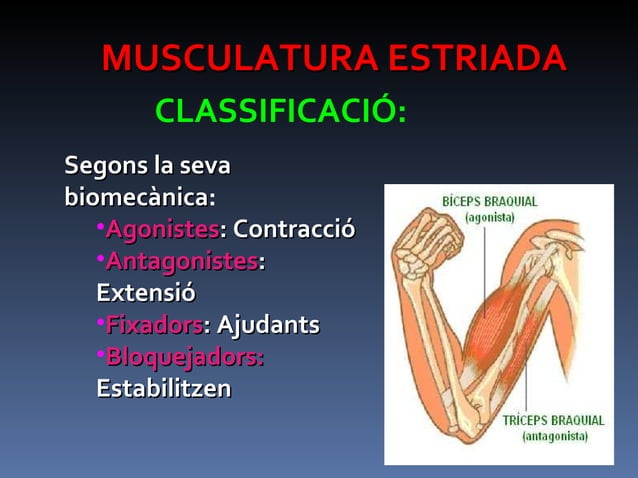 Teixit muscular.toni