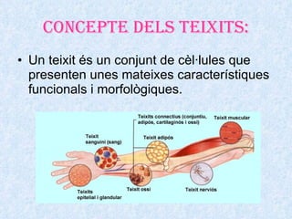 Teixits animals3 | PPT