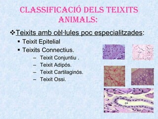 Teixits animals3 | PPT