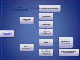 Histologia delTejido Cartilaginoso definiciones | PPTX