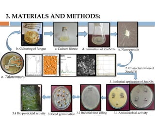 Characterization of Talaromyces islandicus mediated zinc oxide nano ...