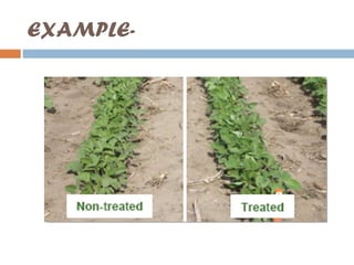 USING BETTER SEEDS | PPT