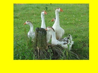 Tejeemel amitan | PPT