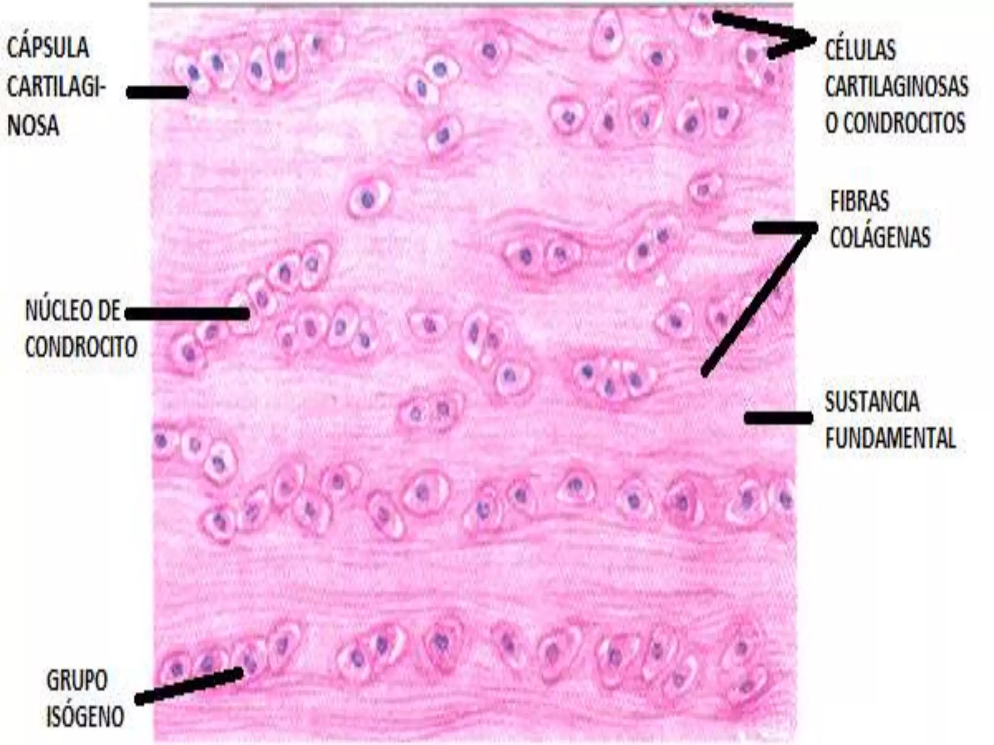 FIBROCARTILAGO | PPTX