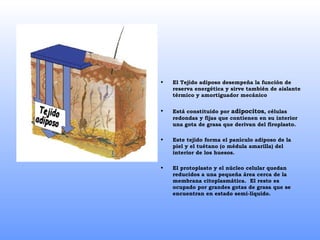 Tejido adiposo | PPT