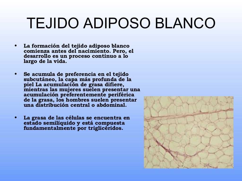 Tejido adiposo