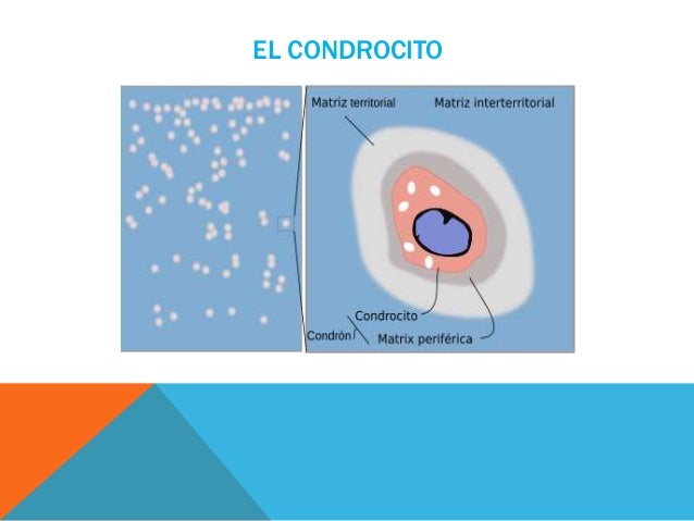 Tejido cartilaginoso