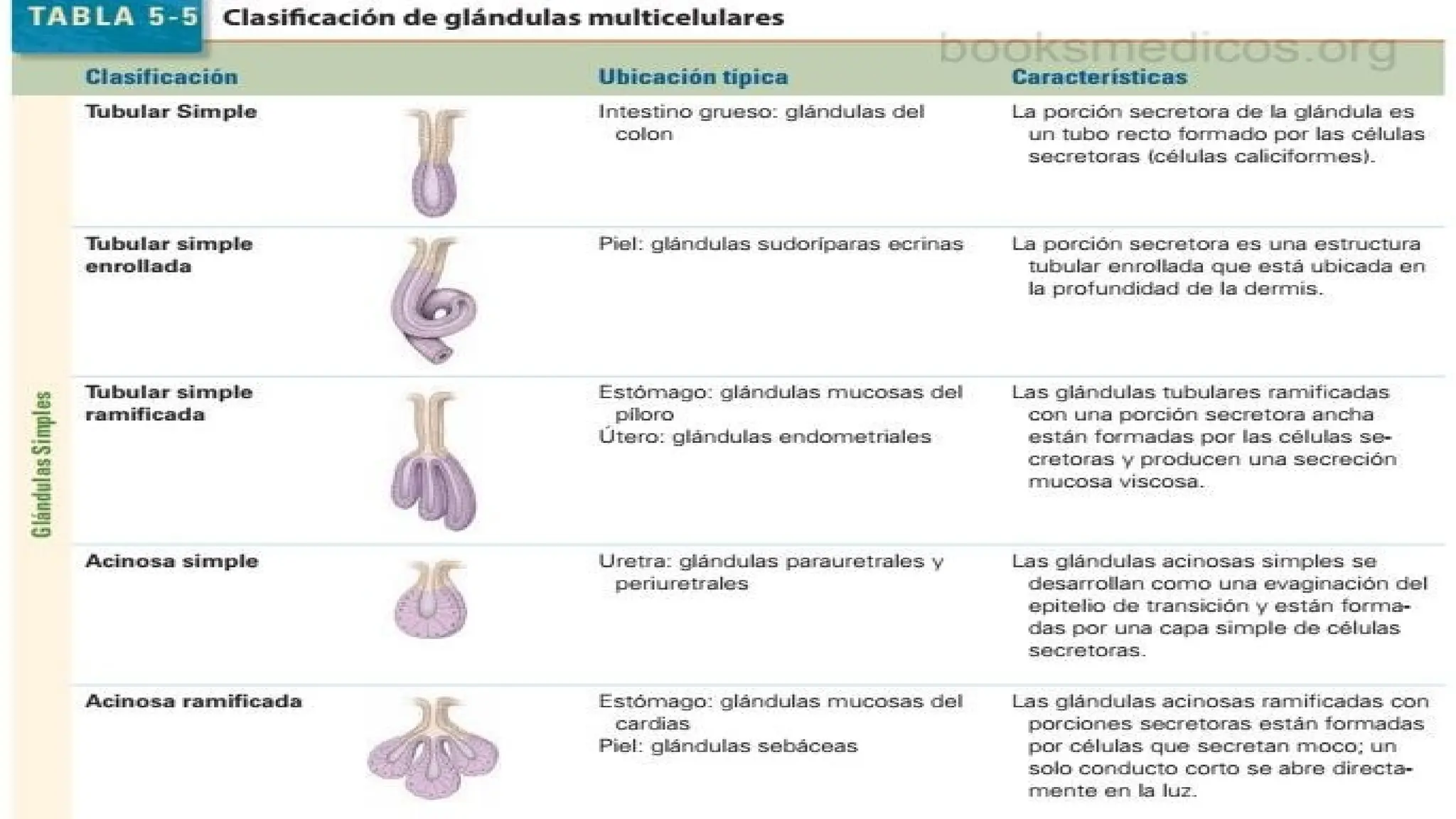 -Tejido-epitelial-Histologia clase 3.pptx