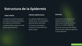 TEJIDO PROTECTOR O TEJIDO TEGUMENTARIO | PPTX