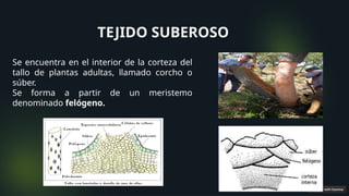 TEJIDO PROTECTOR O TEJIDO TEGUMENTARIO | PPTX