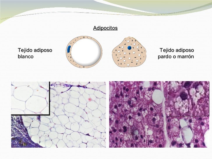 Tejido adiposo