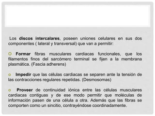 Tejido cardiaco | PPTX