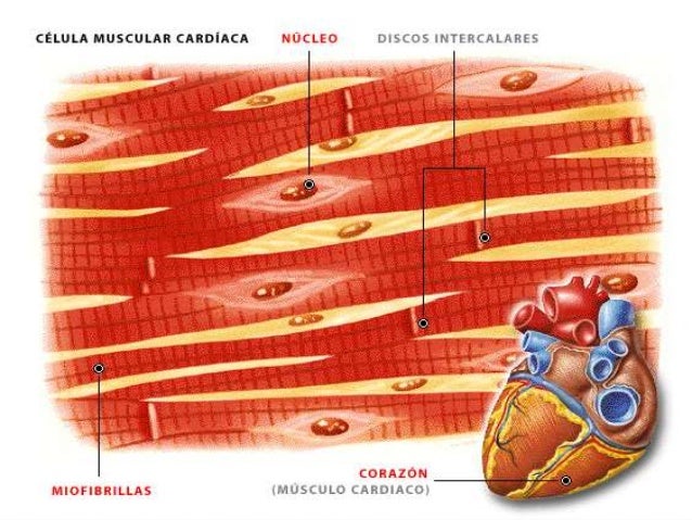 Tejido cardiaco