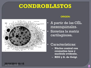 Tejido cartilaginoso | PDF