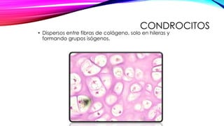 Tejido cartilaginoso | PPTX