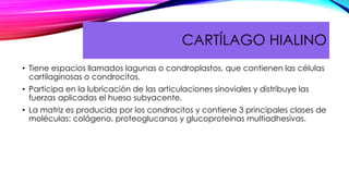 Tejido cartilaginoso | PPTX