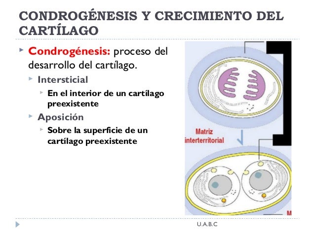 Tejido cartilaginoso
