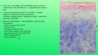Tejido cartilaginoso | PPTX