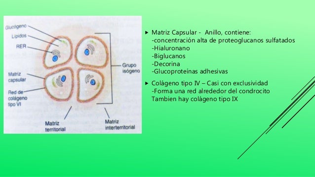 Tejido cartilaginoso