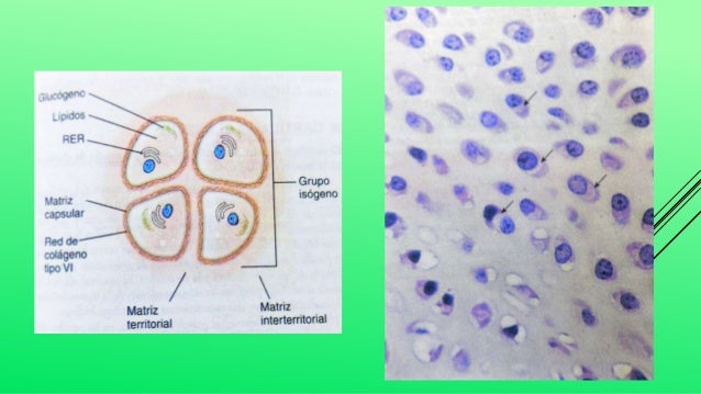 Tejido cartilaginoso