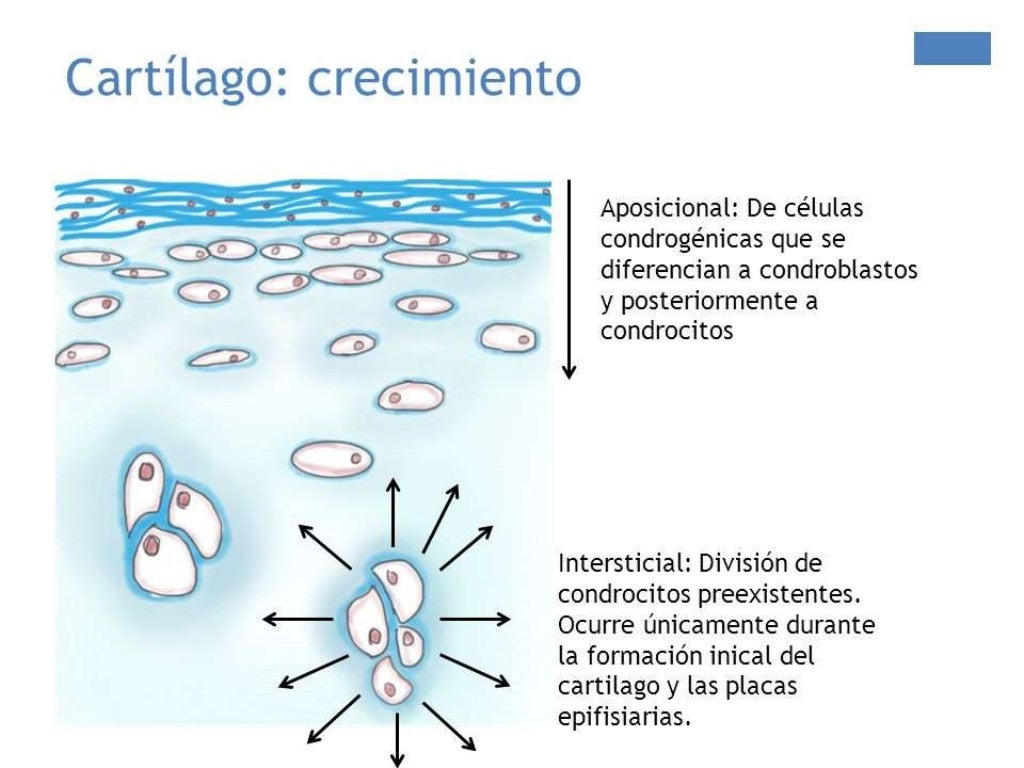 Tejido cartilaginoso